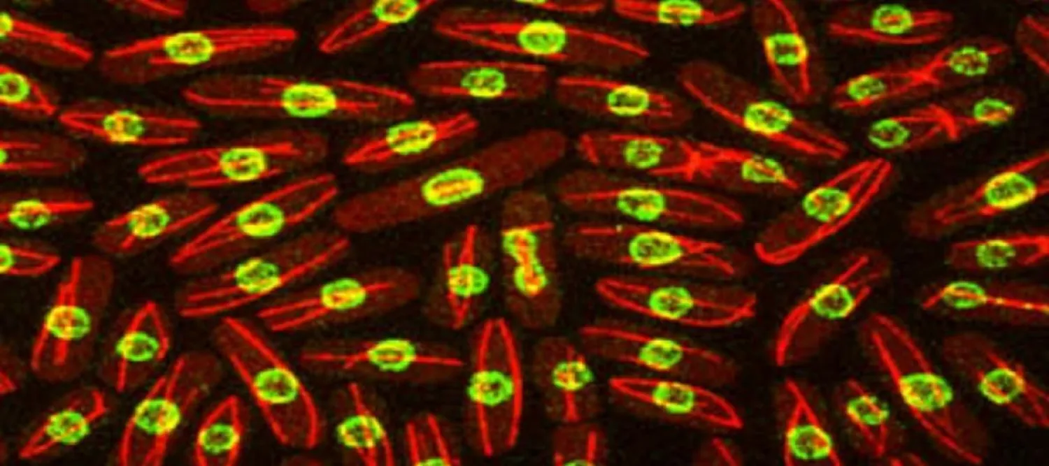 Light Microscopy Core | Biology